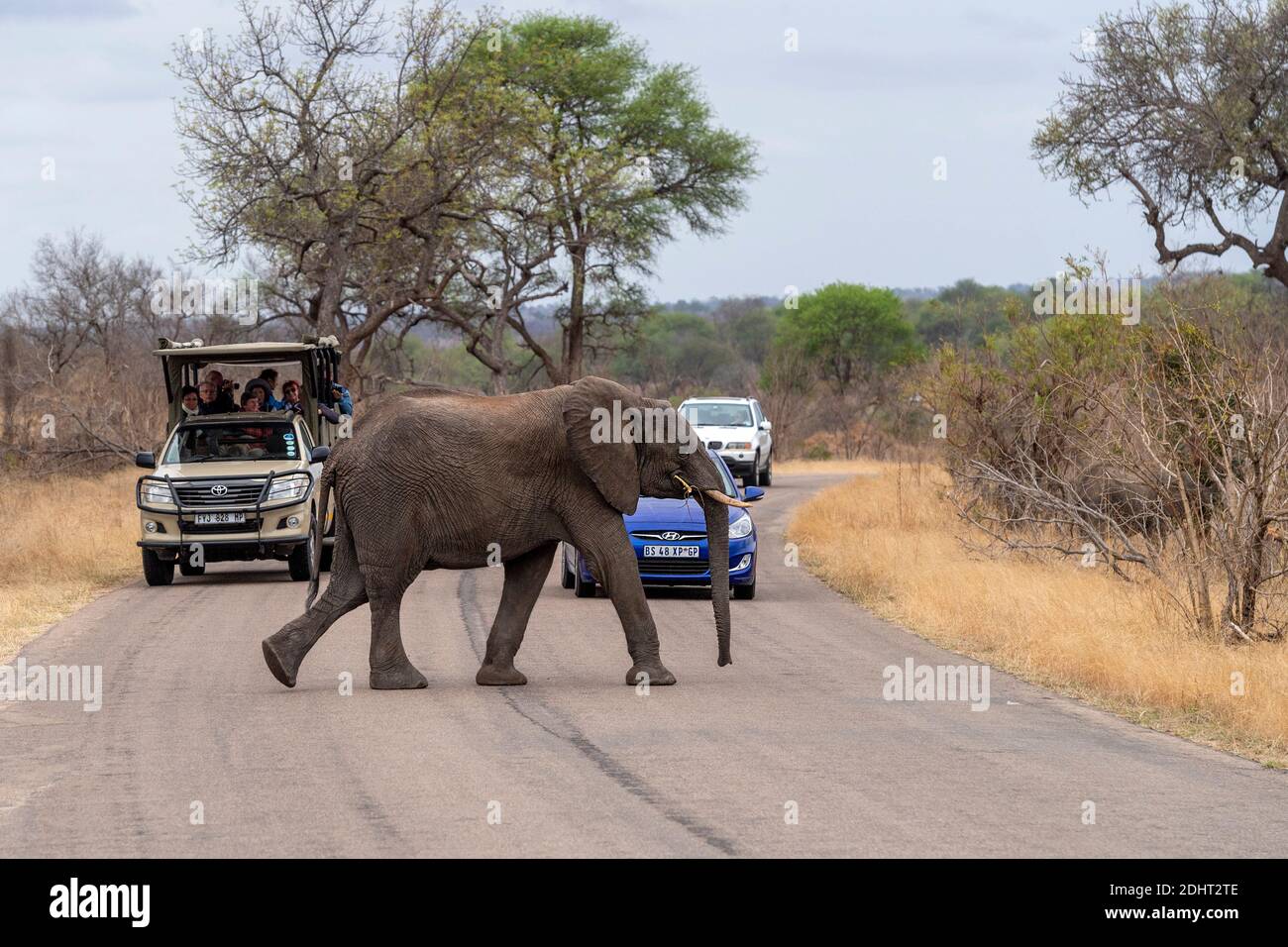 African elephant crossing the road in Kruger National Park, South ...