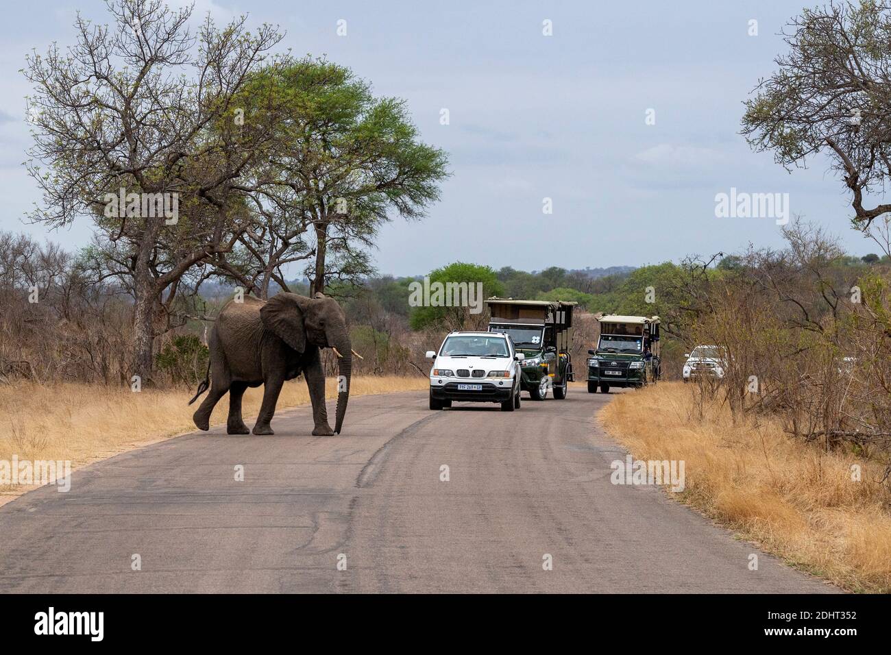 African elephant crossing the road in Kruger National Park, South ...