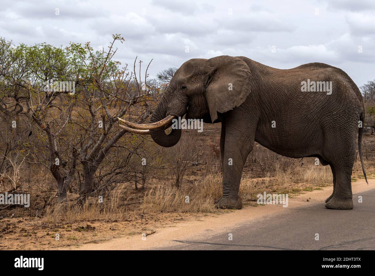 Gaint Elephant