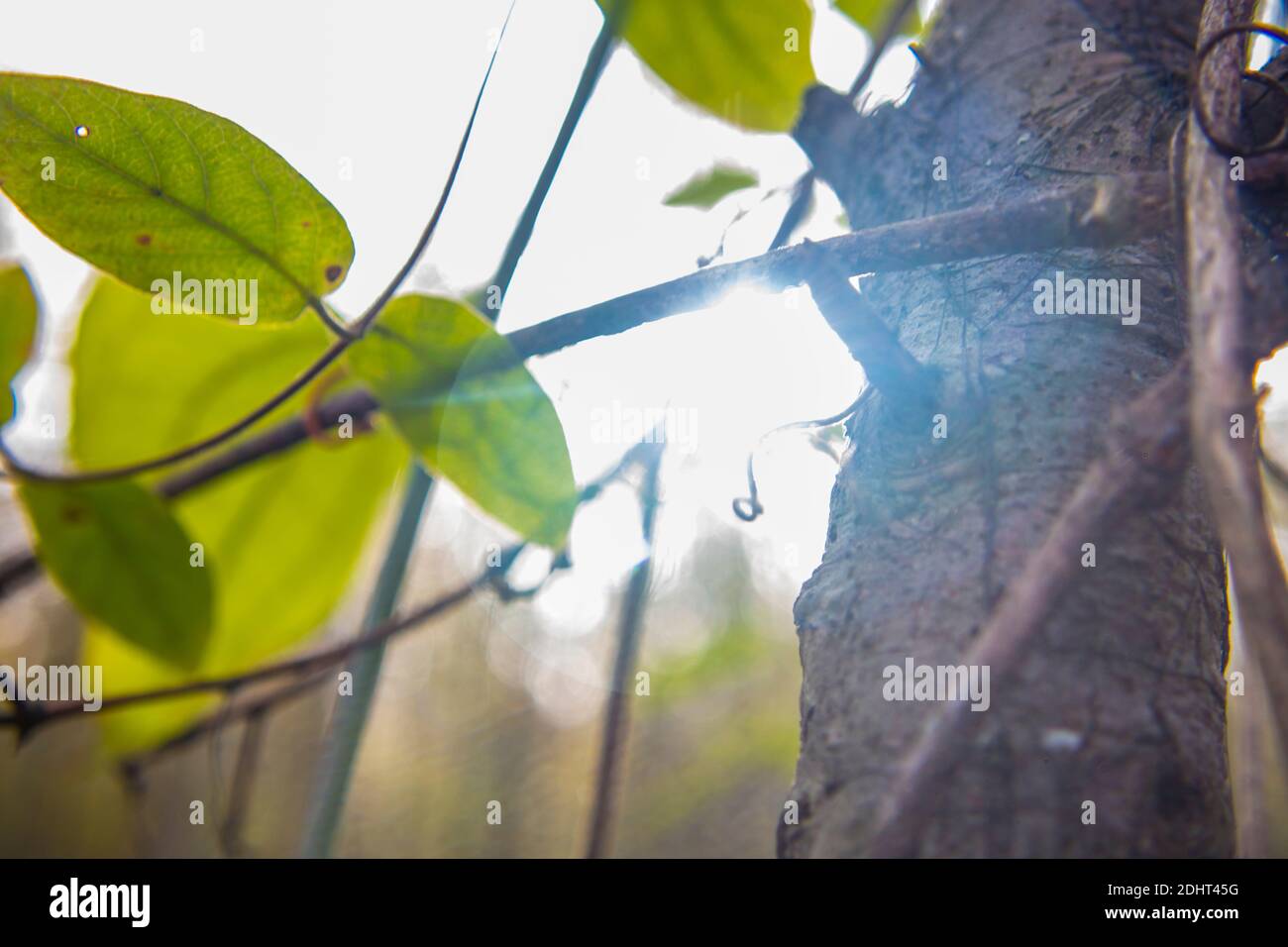 Forest macro scene leaves and a tree with green in the south Stock ...