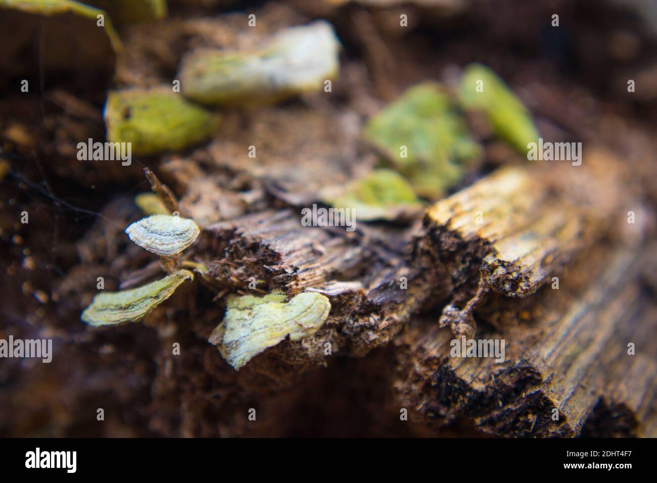 Maco Nature Fall forest scene and growth on a dead tree south Stock ...