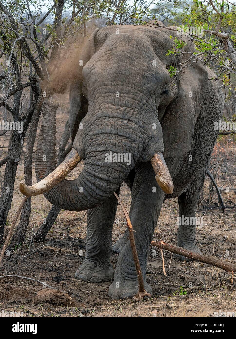 Kruger national park elefant hi-res stock photography and images - Alamy