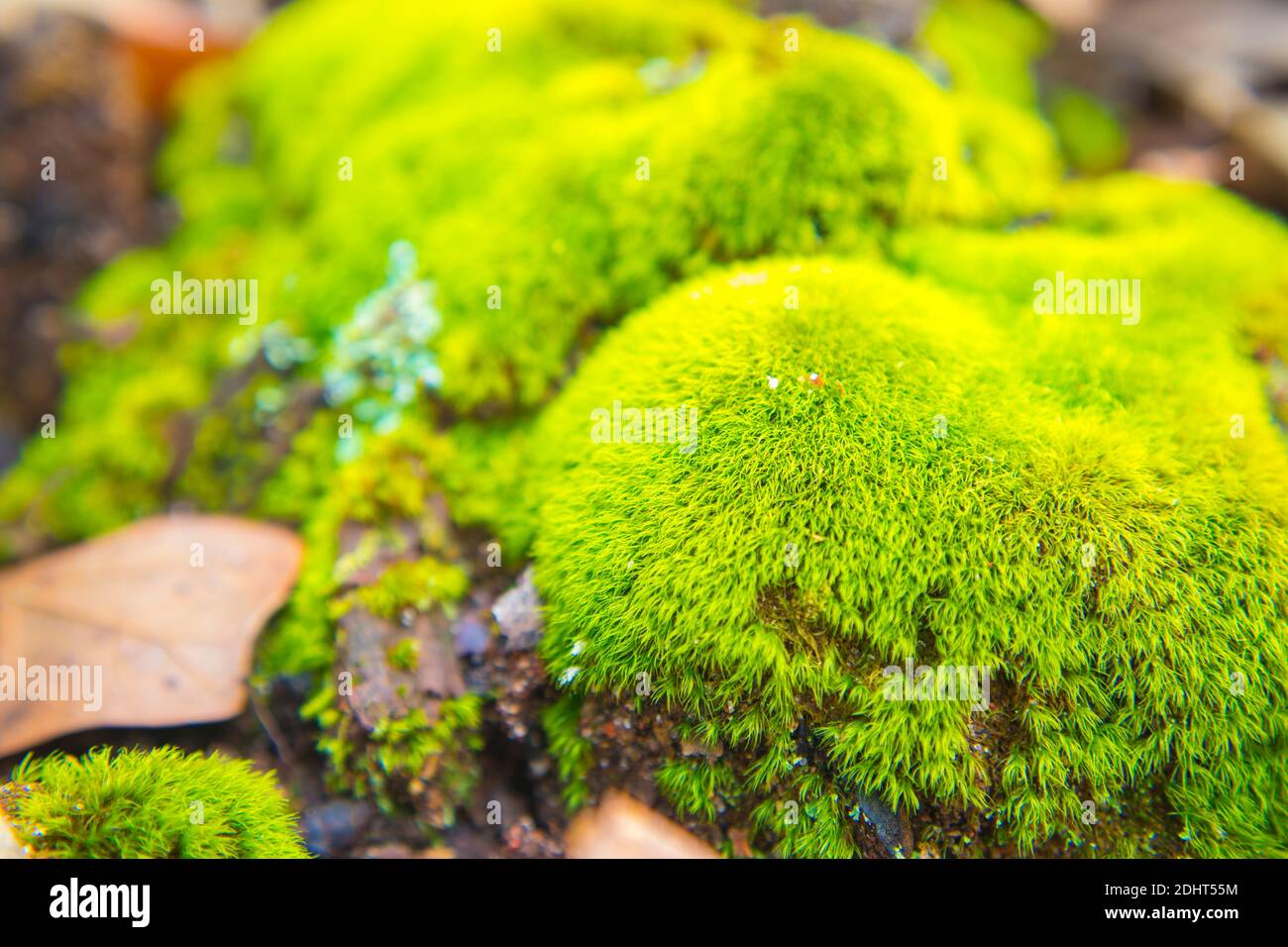 Maco Nature Fall forest scene green moss on a dead tree in the south ...
