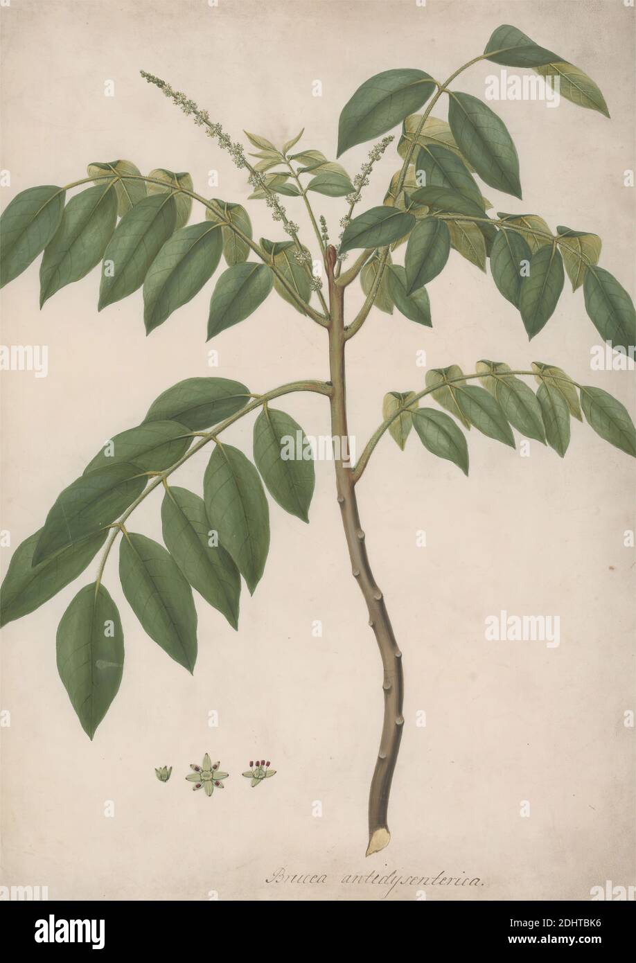 Brucea antidysenterica hi-res stock photography and images - Alamy