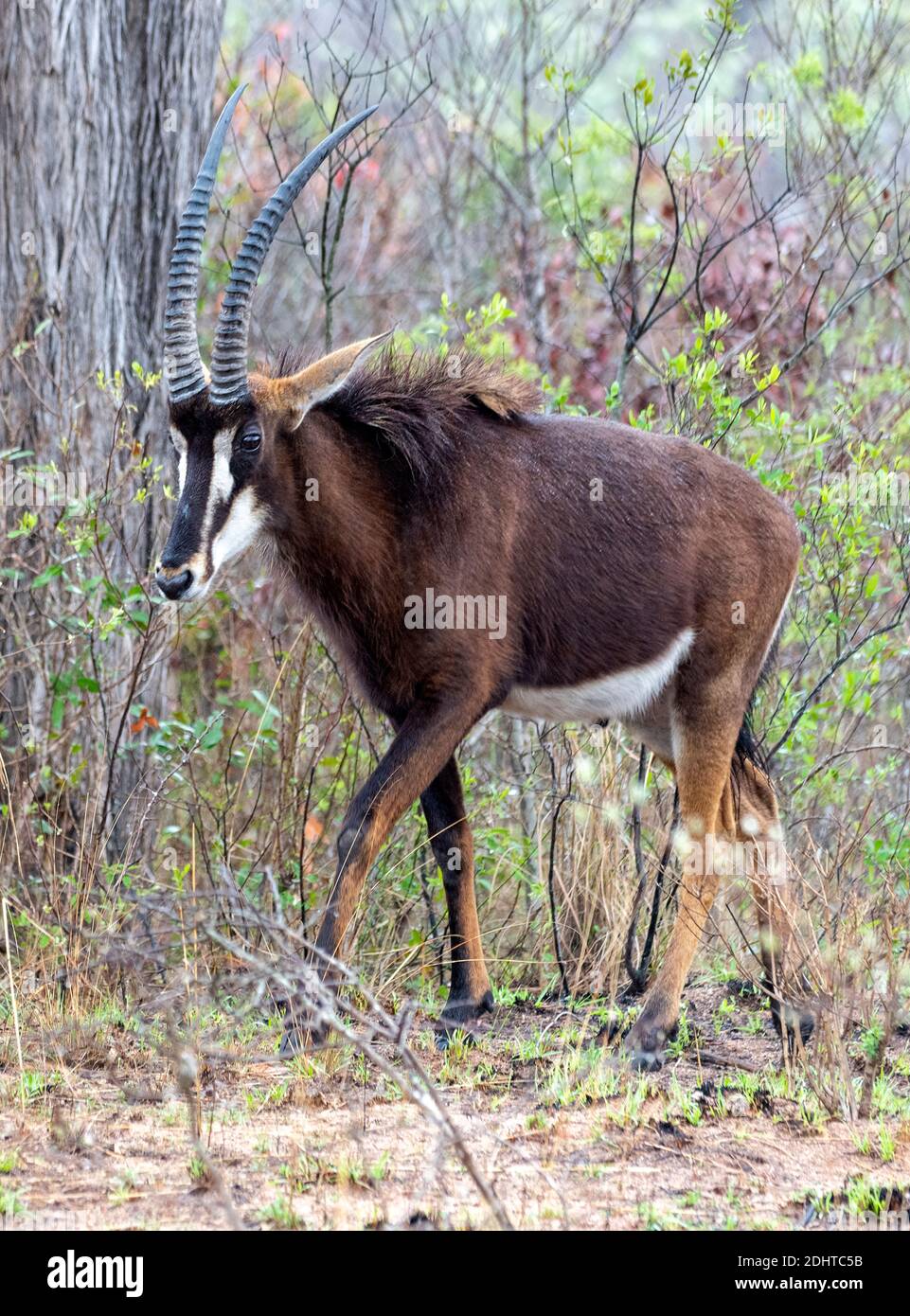 Common sabel hi-res stock photography and images - Alamy