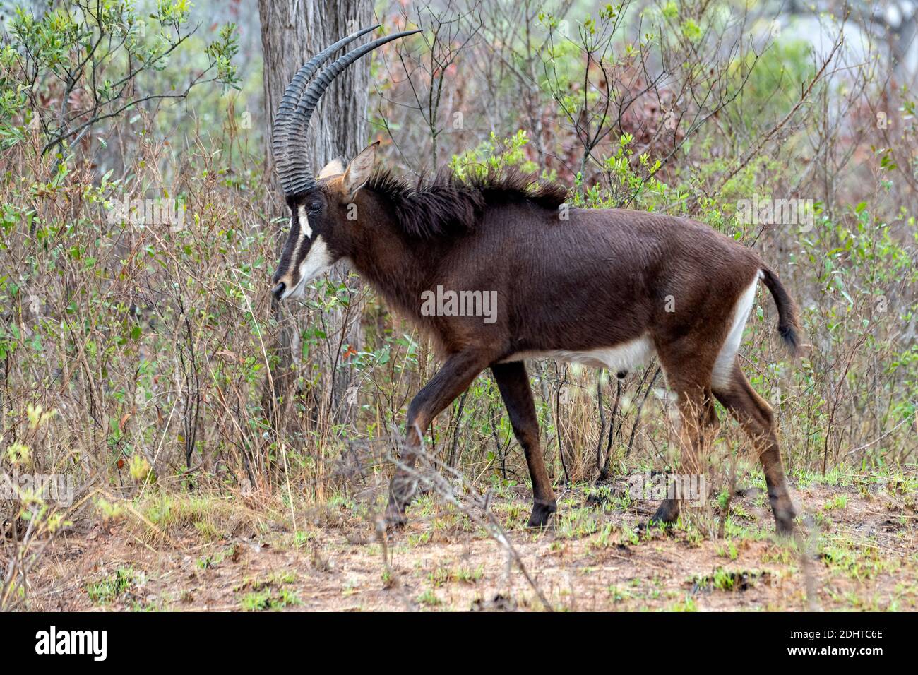 Common sabel hi-res stock photography and images - Alamy