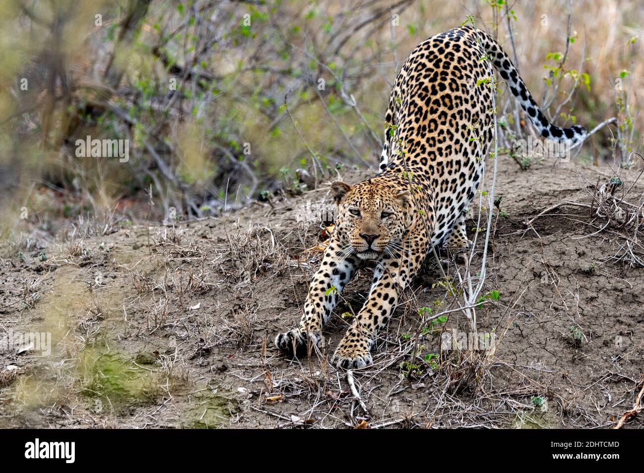 Big male leopard (Panthera pardus) streching out in Kruger NP, South ...