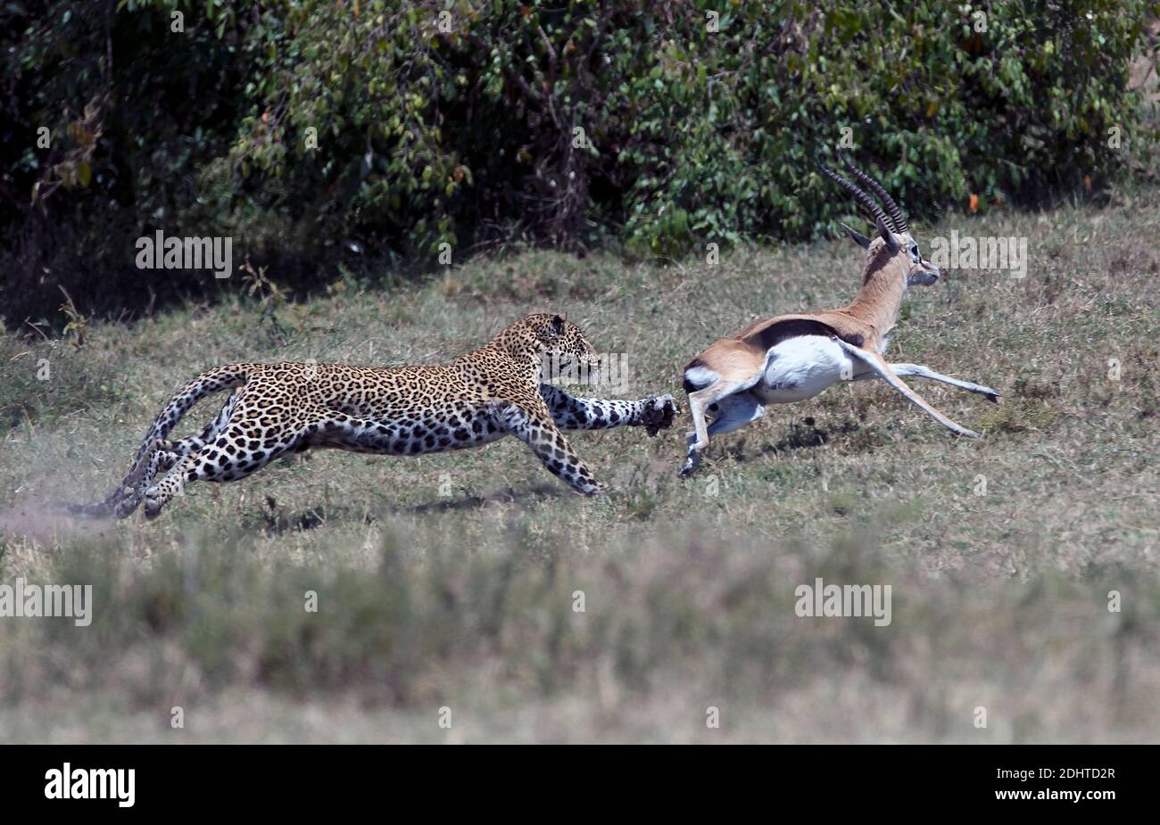 Leopard Running Gazelle
