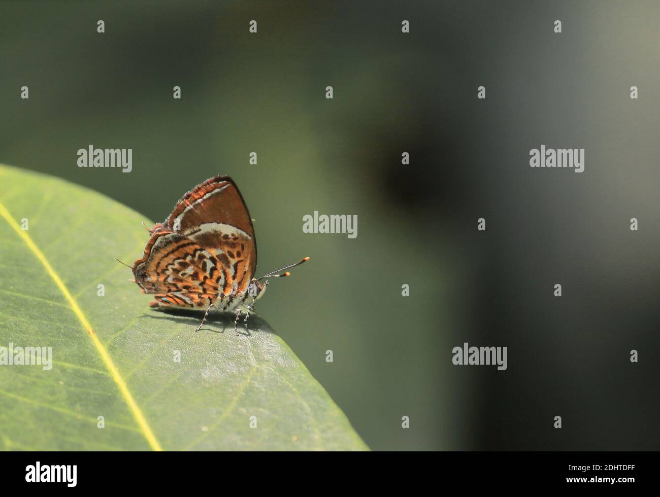 Rathinda hi-res stock photography and images - Alamy