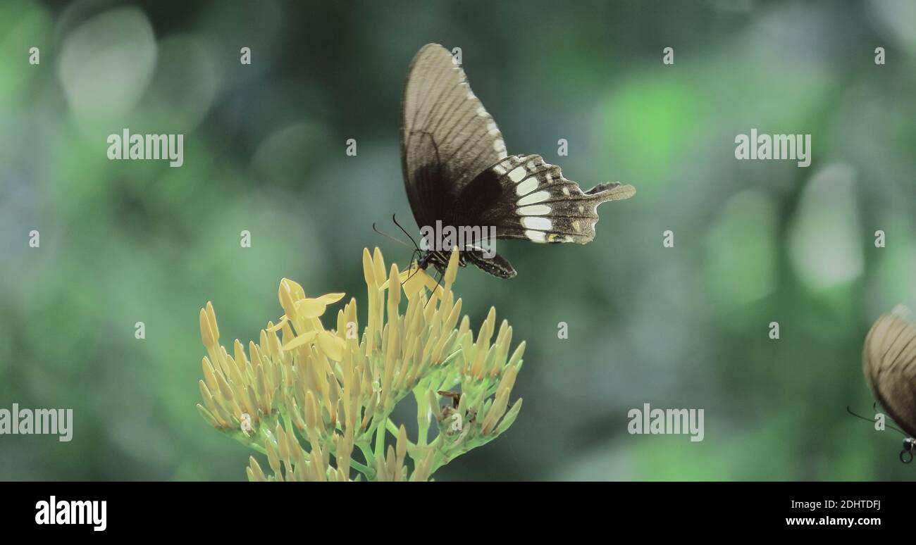 common mormon butterfly (papilio polytes) is sucking nectar from ...