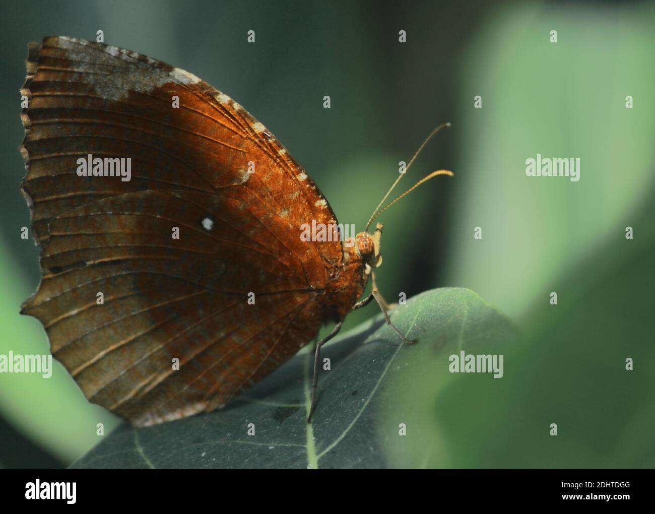 common palmfly butterfly (elymnias hypermnestra) is sitting on a leaf ...
