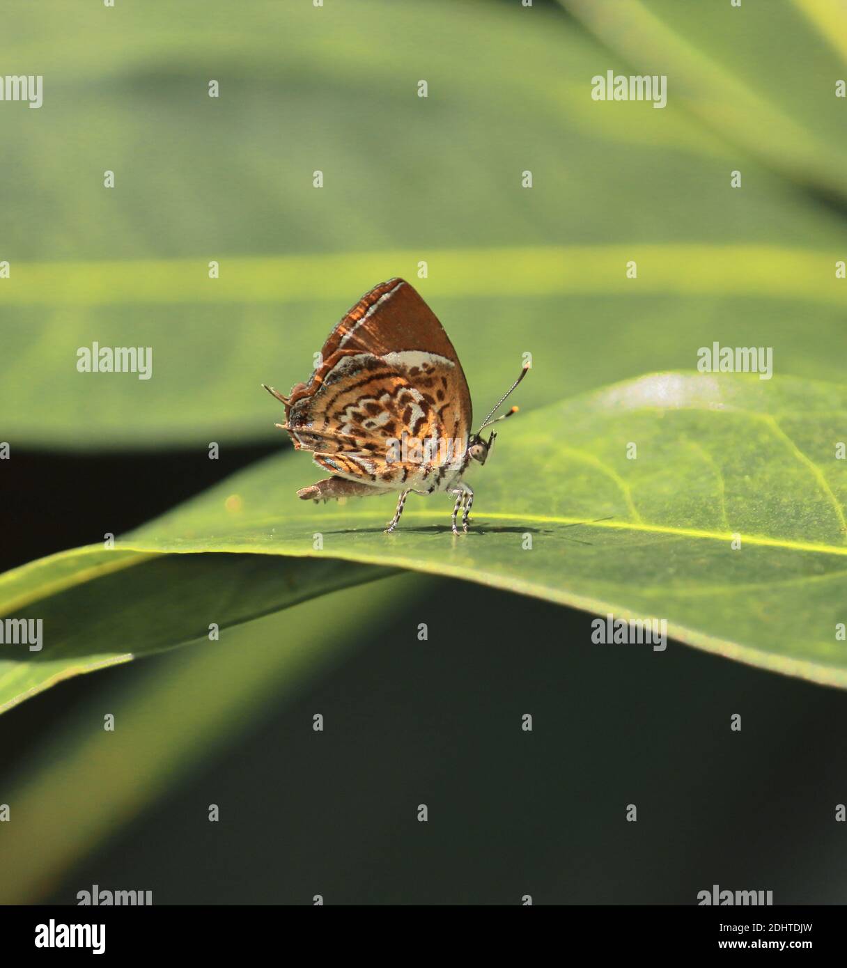 rathinda amor or monkey puzzle butterfly is sitting on a leaf ...