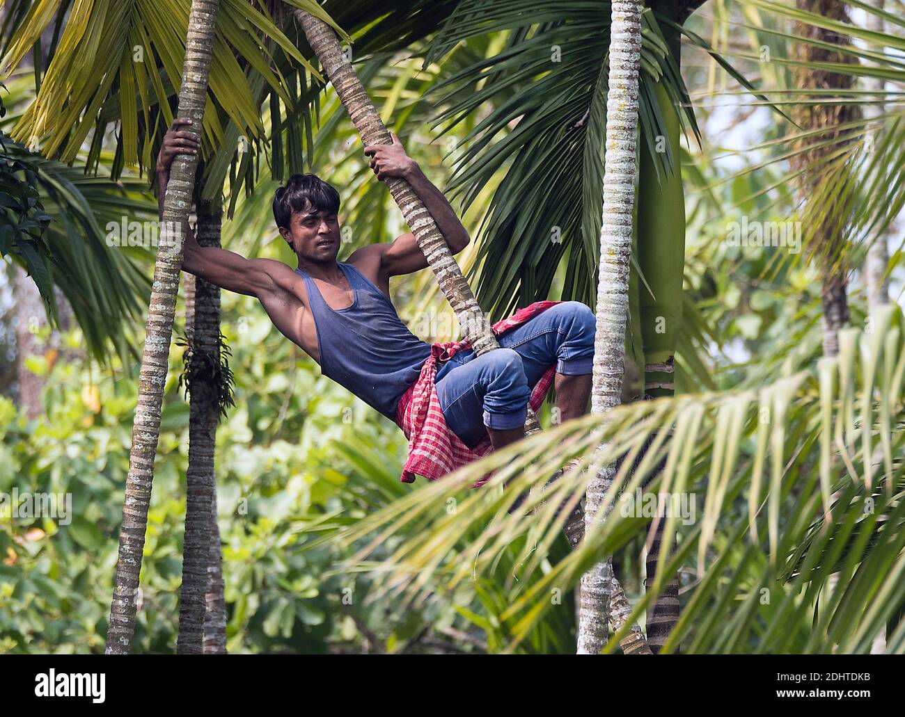 A local man is climbing the arcea palms for collecting betel nuts in ...
