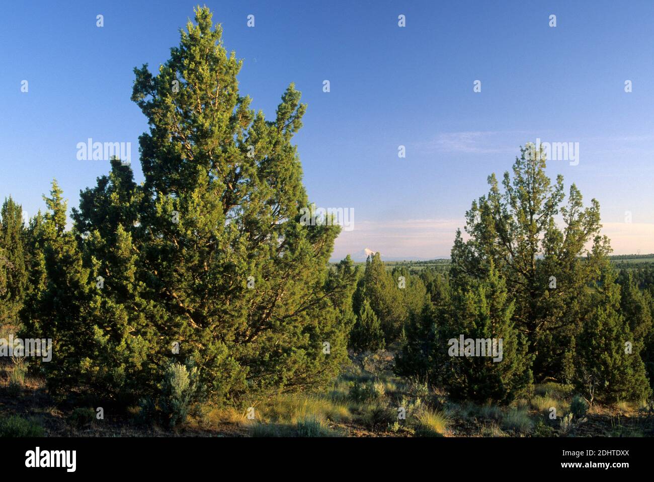 Juniper woodland, Rimrock Springs Wildlife Area, Crooked River National ...