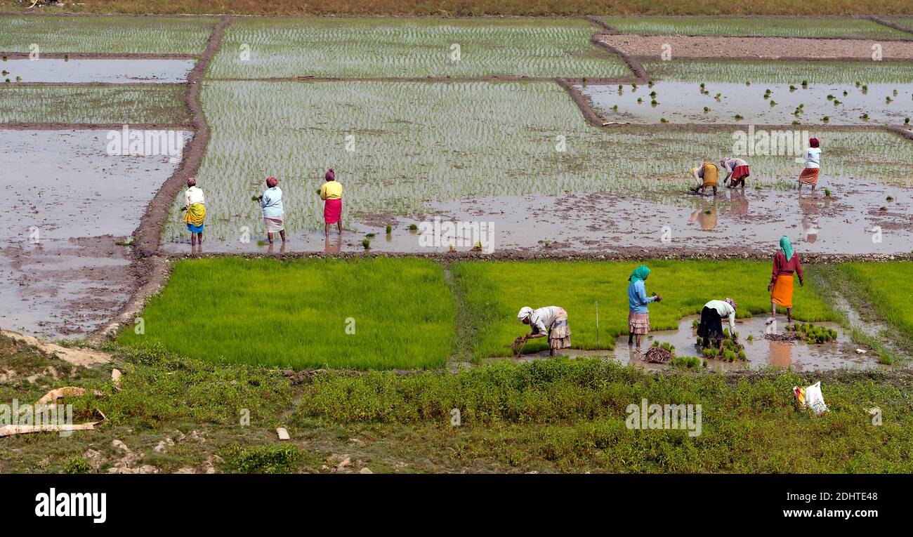 Planting rice in Kaziranga, Assam, India Stock Photo - Alamy