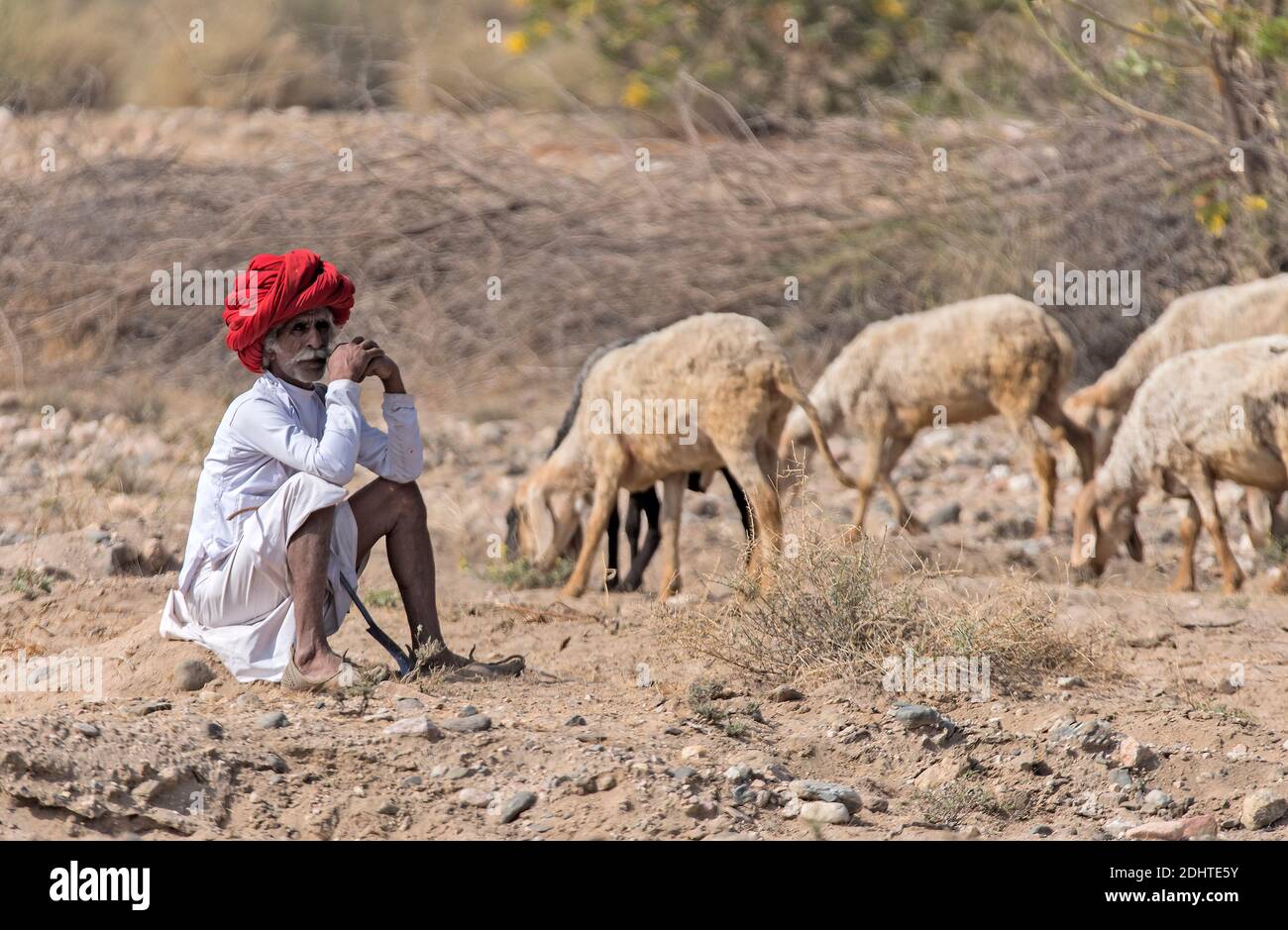 Shepherd in Rajasthan, India Stock Photo - Alamy
