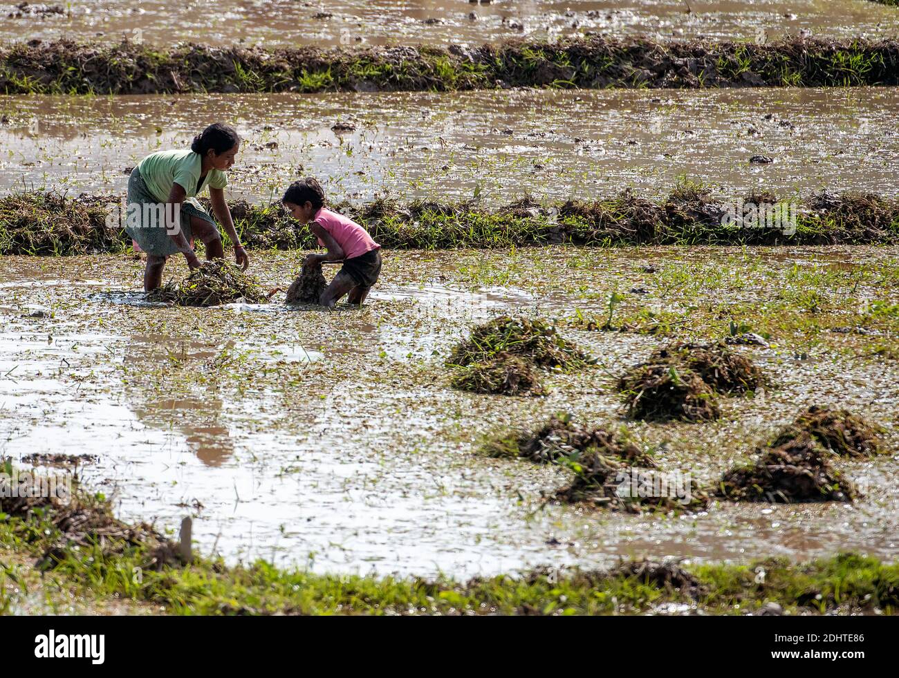 Working on the rice field in Assam, north-east India Stock Photo - Alamy