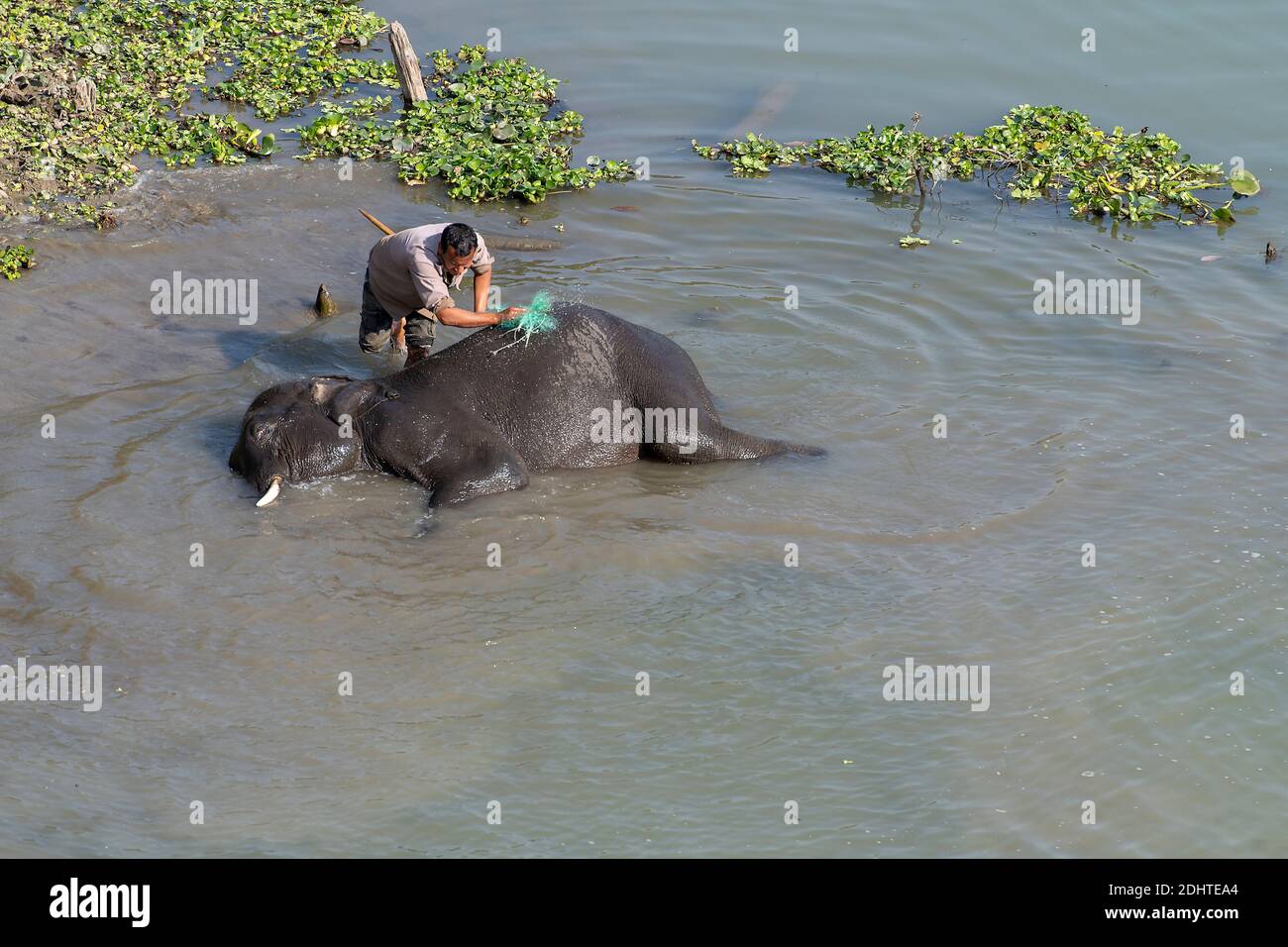 Local mahoot washing his elephant in Kaziranga National Park,. north ...