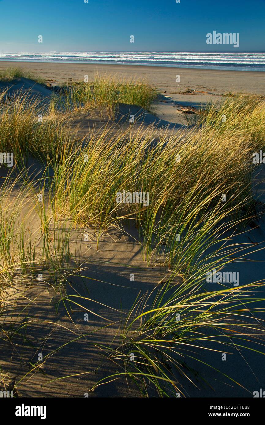 Dune grass above beach, Bayocean Peninsula, Tillamook County, Oregon ...