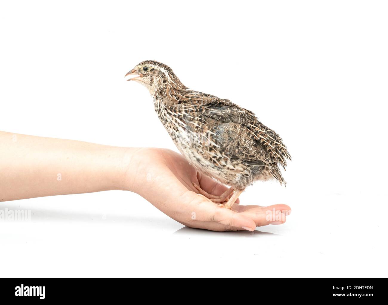 Isolated Japanese quail on white background Stock Photo - Alamy