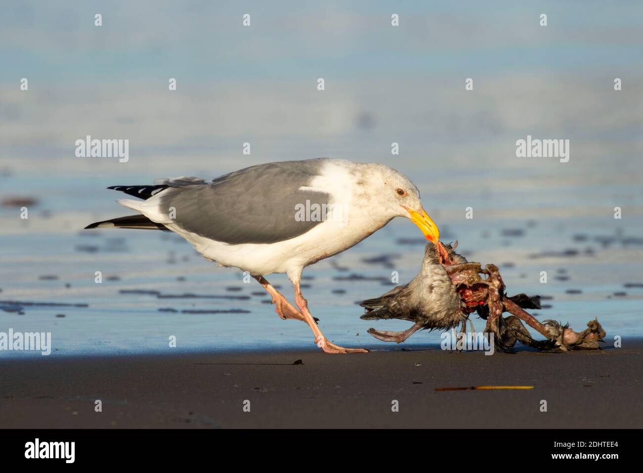 Gull eating bird, Bayocean Peninsula, Tillamook County, Oregon Stock ...