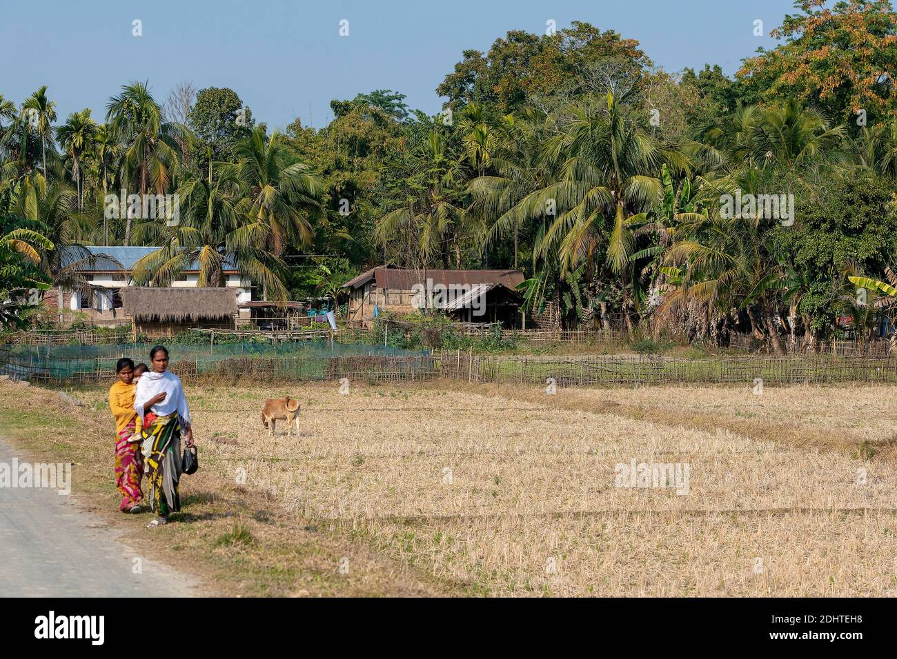 Local farm and fields in Assam, north-east India Stock Photo - Alamy