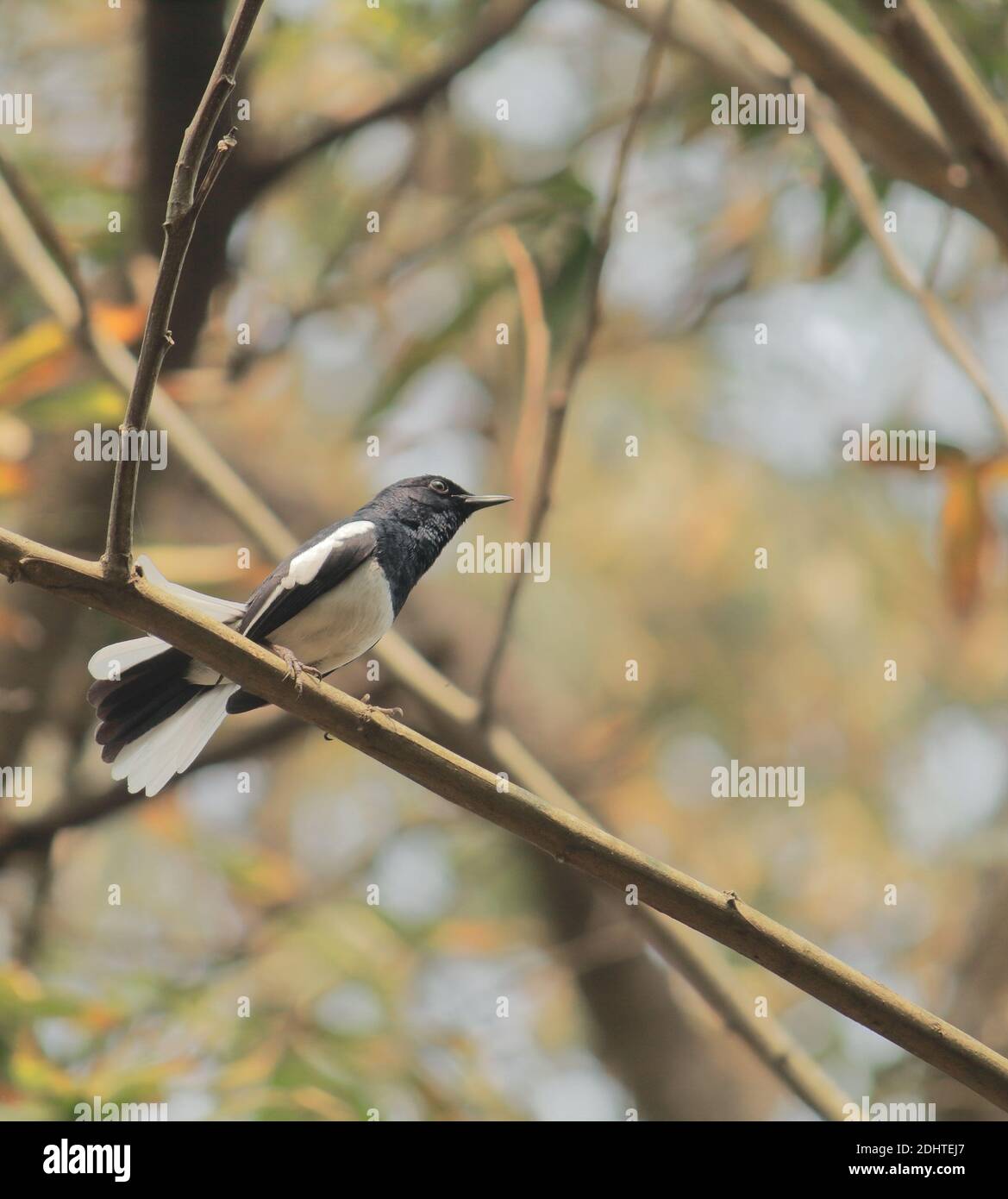 Robin magpie hi-res stock photography and images - Alamy