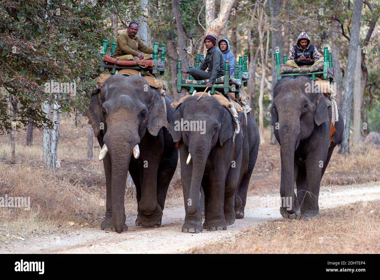Mahoot riding elephant hi-res stock photography and images - Alamy