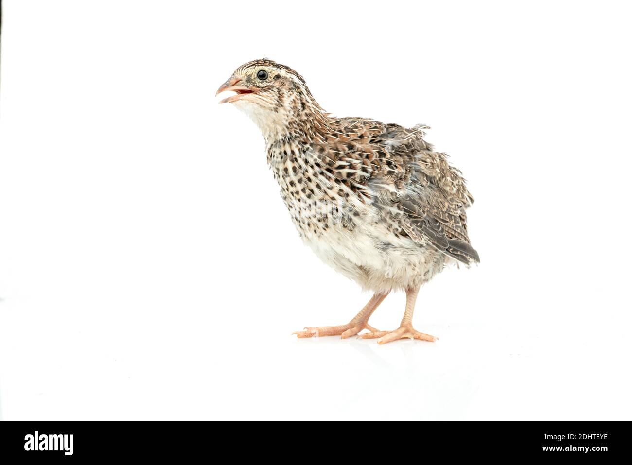 Isolated Japanese quail on white background Stock Photo - Alamy