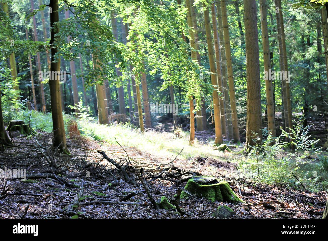 An Image of a forest timber Stock Photo - Alamy