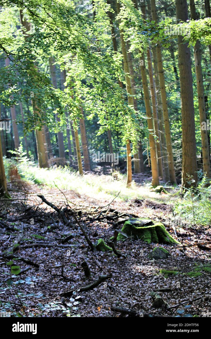 An Image of a forest timber Stock Photo - Alamy