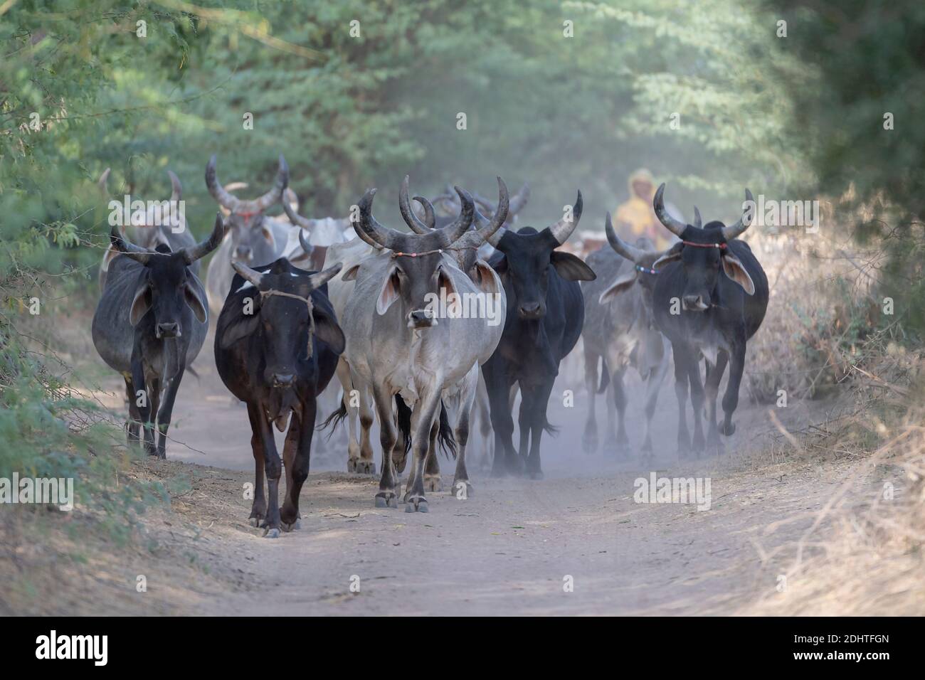 Cattle and shepherd from Rajasthan, India Stock Photo - Alamy