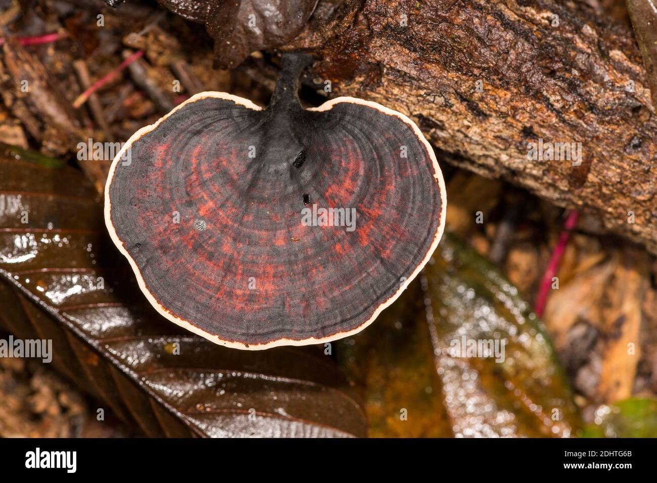 Bracket fungi (Microporus sp.) from Deramakot Forest Reserve, Sabah ...