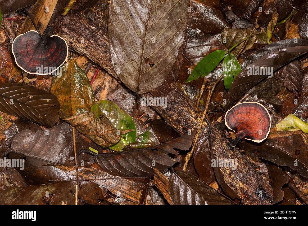 Bracket fungi (Microporus sp.) from Deramakot Forest Reserve, Sabah ...