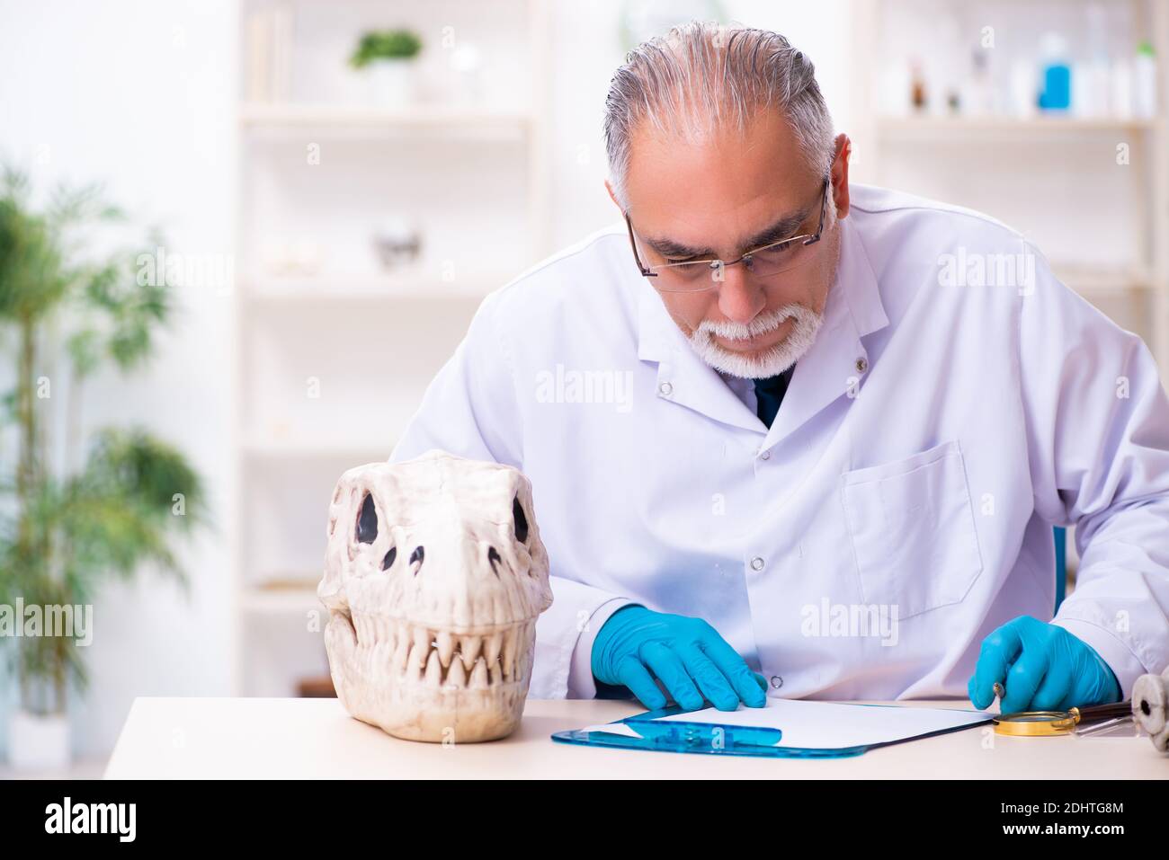 Old male paleontologist working in the lab Stock Photo - Alamy