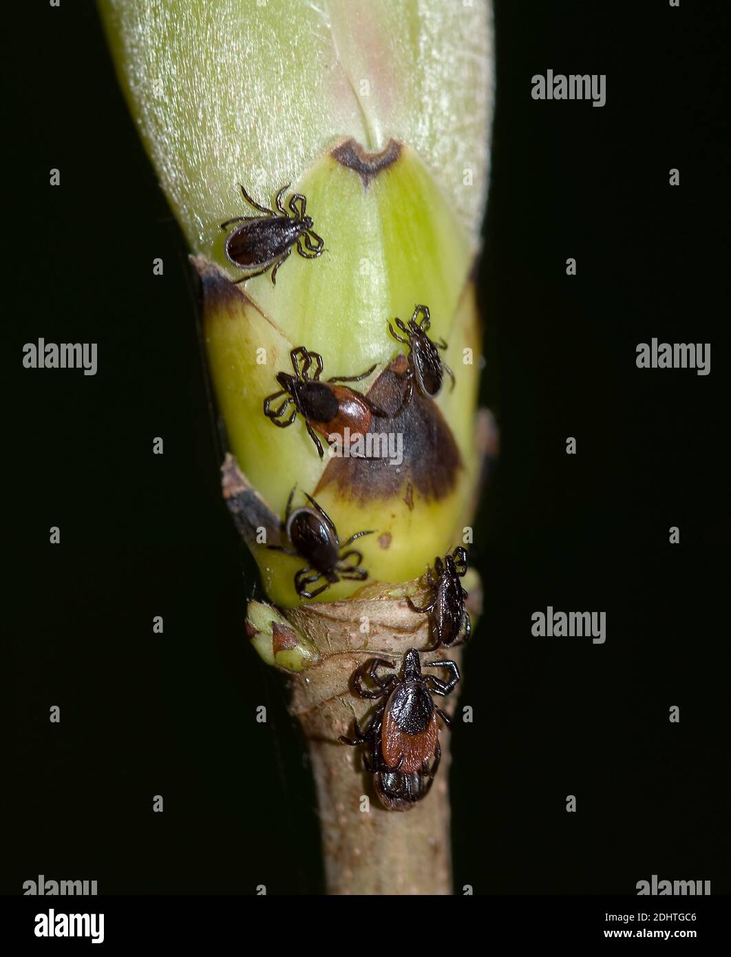 Castor bean ticks, Ixodes ricinus, from Hidra, south-western Norway in ...