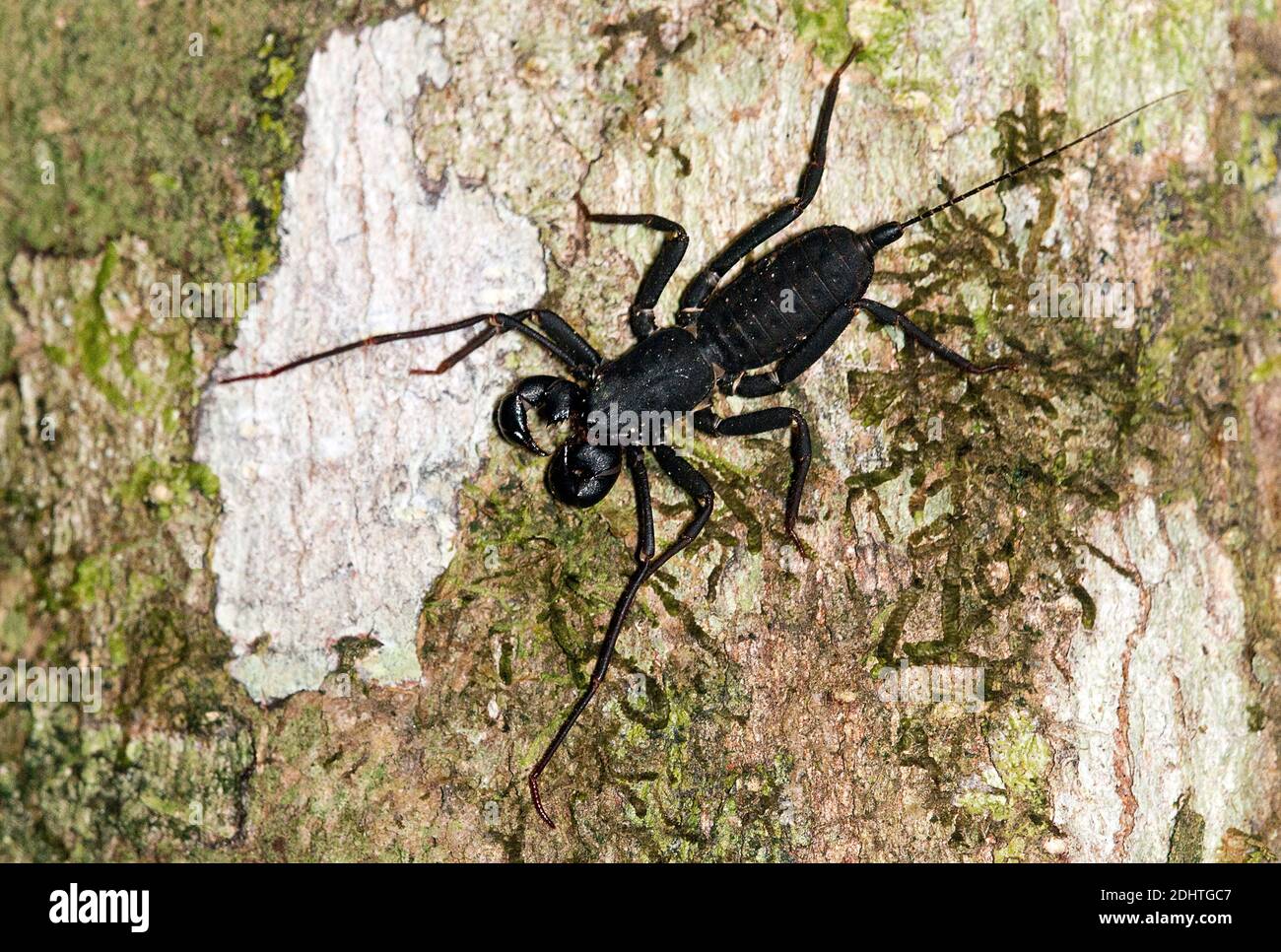 Uropygi sp hi-res stock photography and images - Alamy