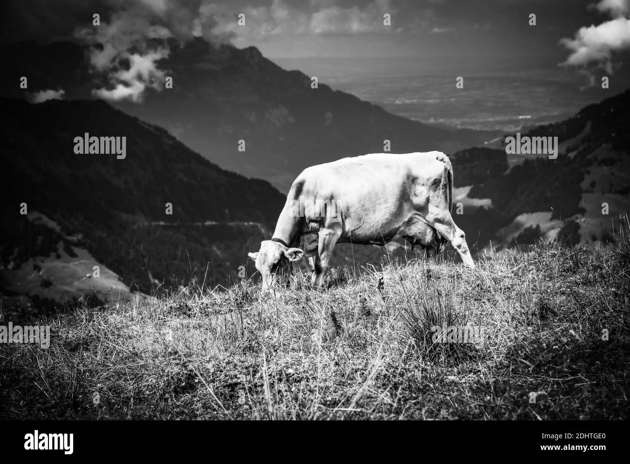 Cows and Cattle grassing in the Swiss Alps - typical Switzerland in ...