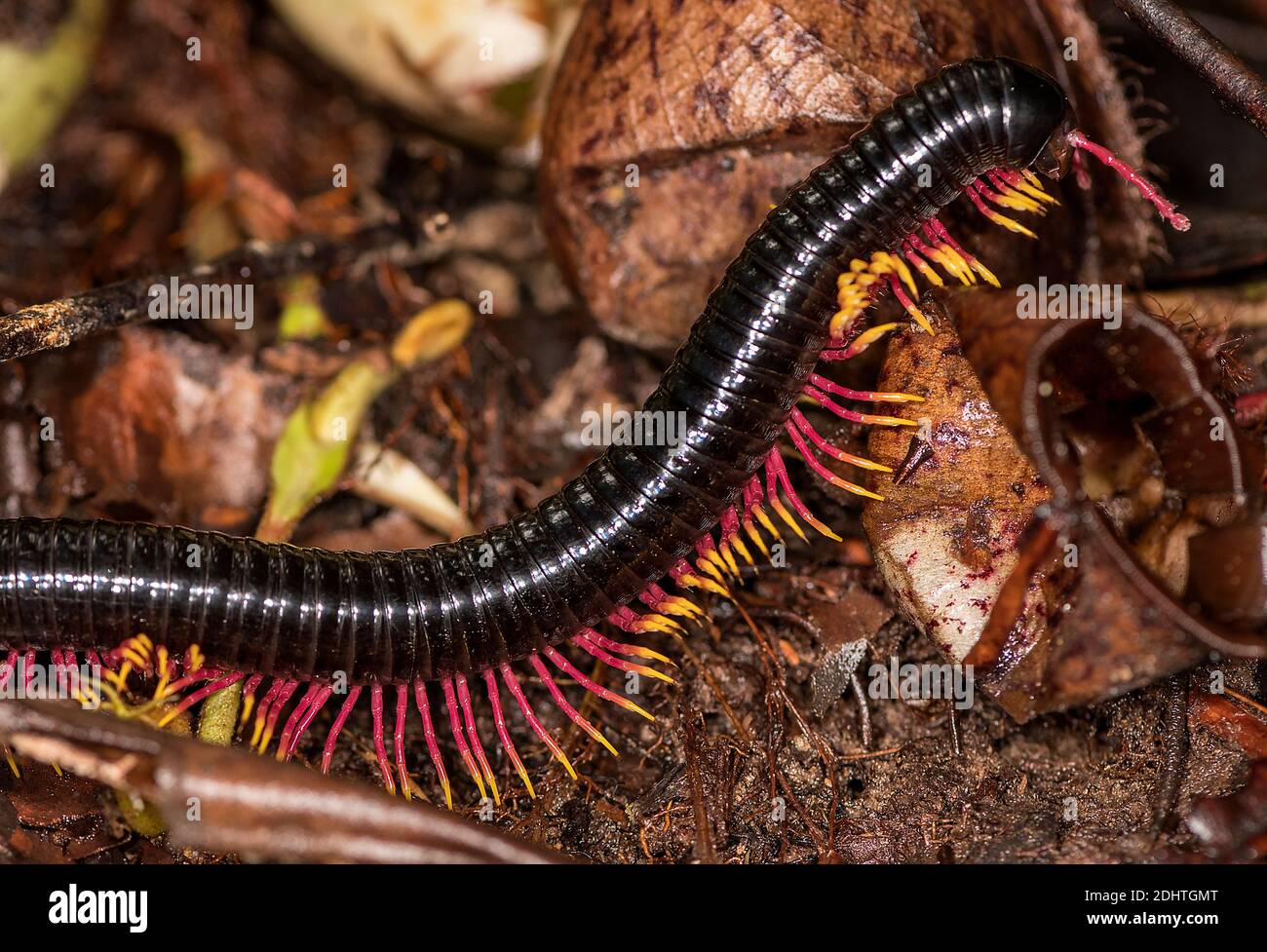 Giant flame legged millipede (Trigoniulus macropygus, about 15 cm long ...