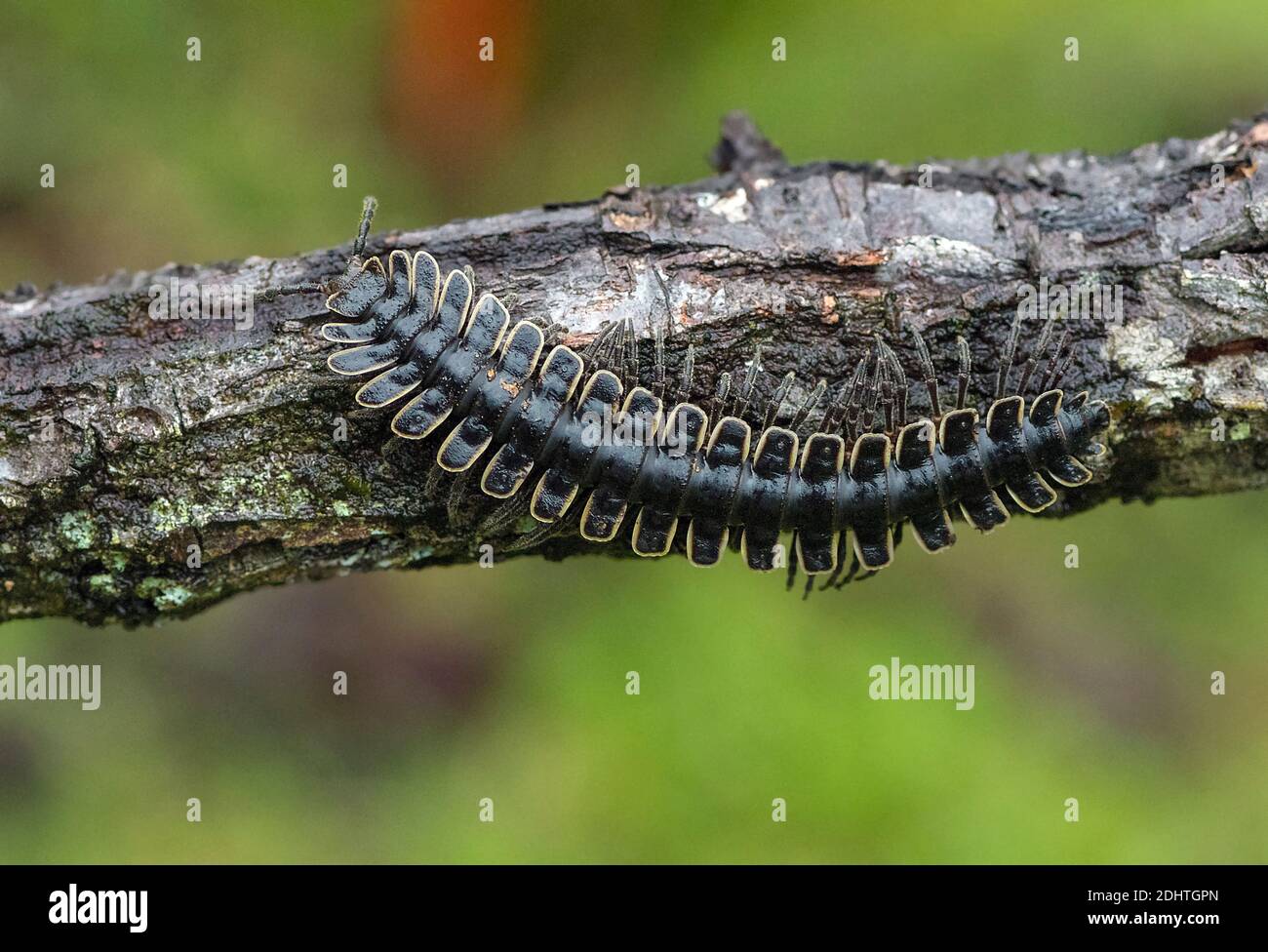 Tractor millipede, family Platyrhacidae (possibly Barydesmus sp ...