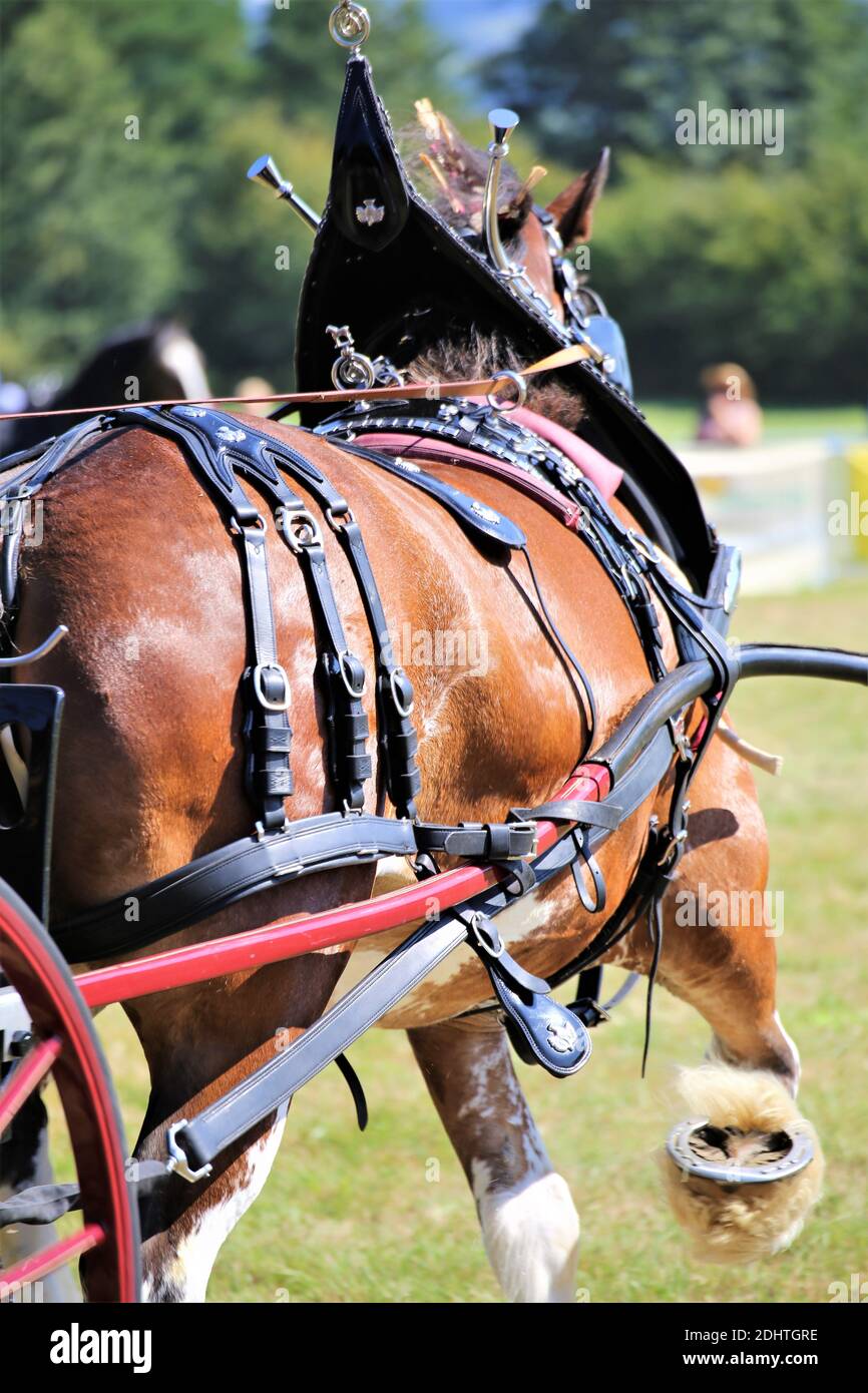 horse and rider Stock Photo - Alamy