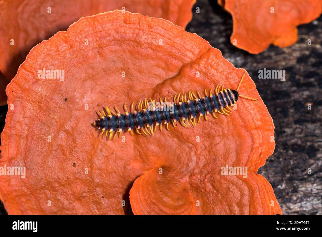 Red millipede borneo hi-res stock photography and images - Alamy