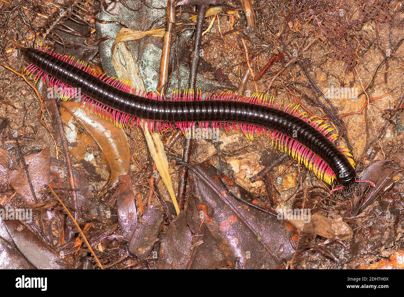 Giant flame legged millipede (Trigoniulus macropygus) from Gunung ...