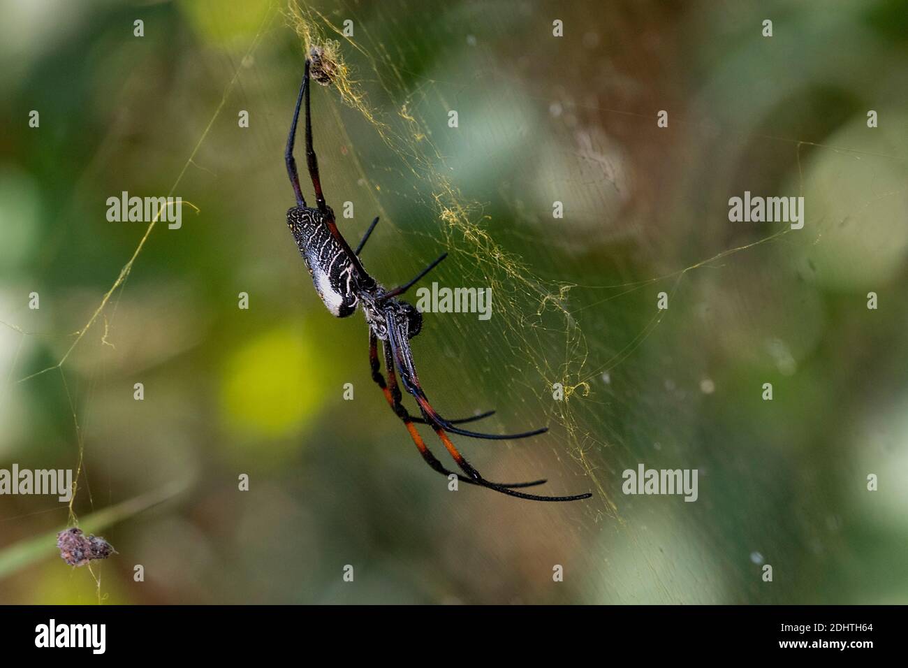 Female giant orb spider (Nephila sp.) from Tsarasaotra Park, Madagascar ...