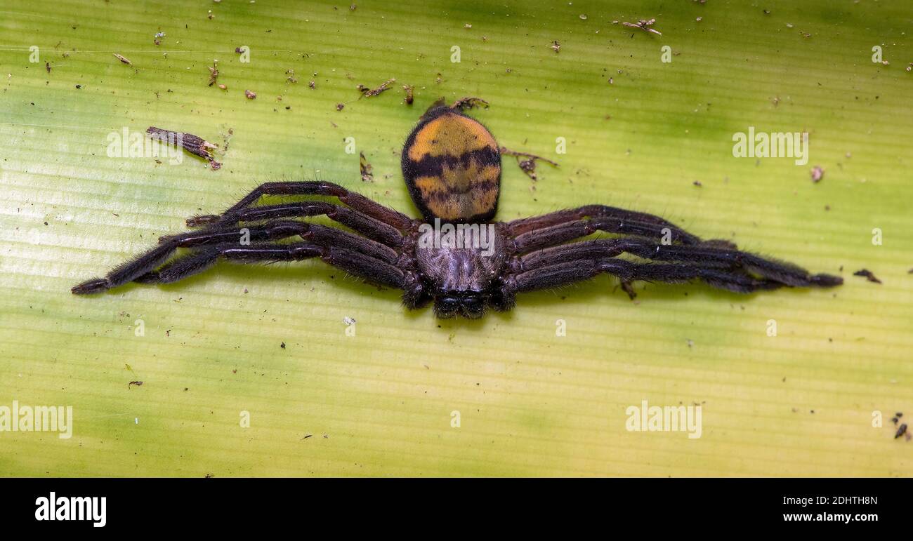 Unitentified spider from Andasibe National Park, eastern Madagascar ...