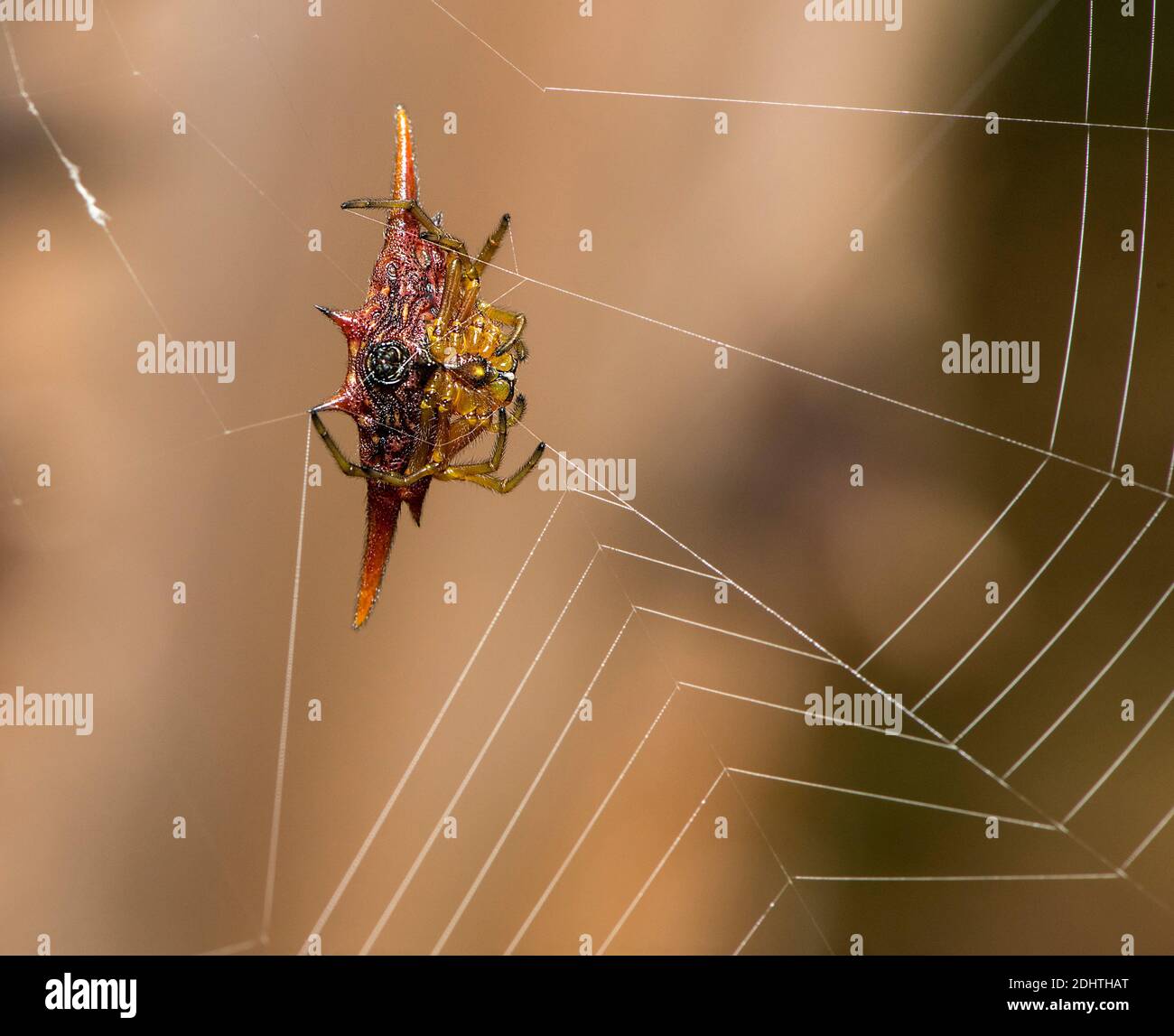 Crab spider (Gasteracantha sp., ventral view) spinning it's web. Photo ...