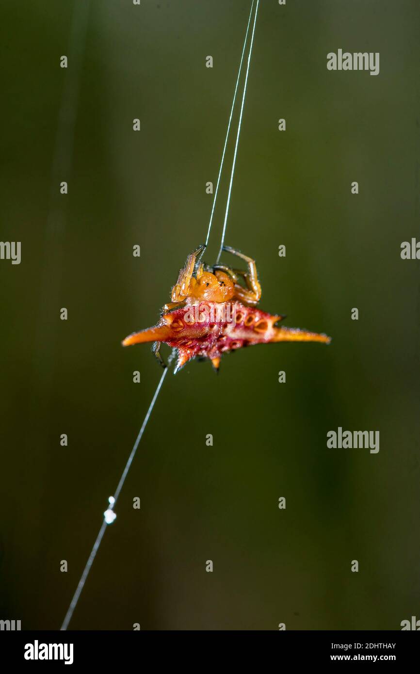 Gasteracantha Sp High Resolution Stock Photography and Images - Alamy