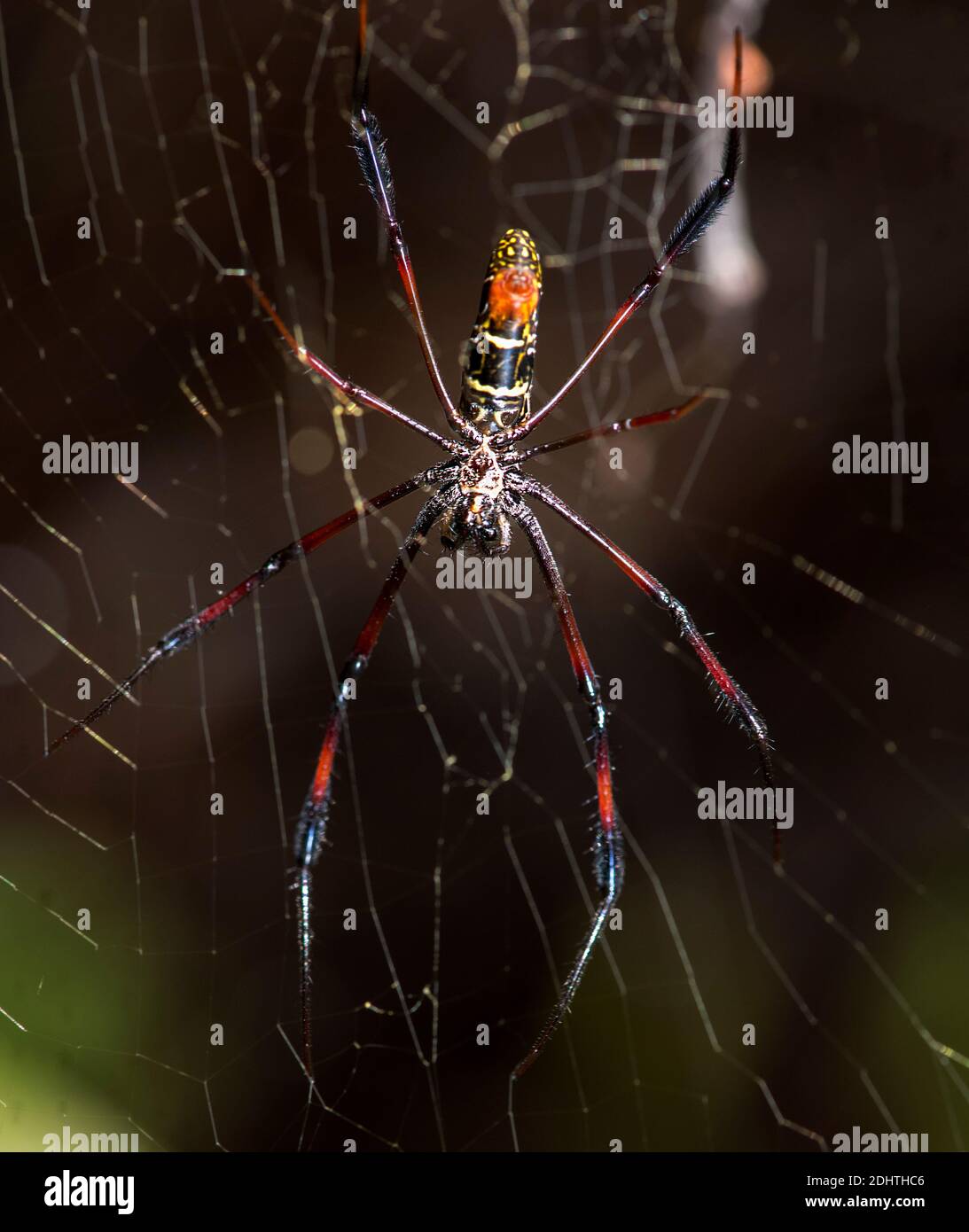 Female giant orb spider (Nephila sp., possibly Nephila komaci, ventral ...