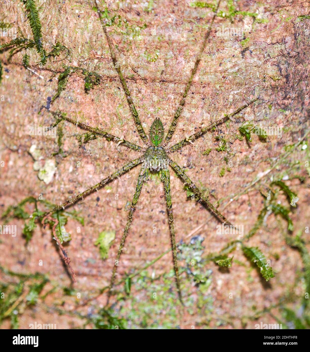 Lichen Huntsman (Pandercetes sp.) from Danum Valley, Sabah, Borneo ...