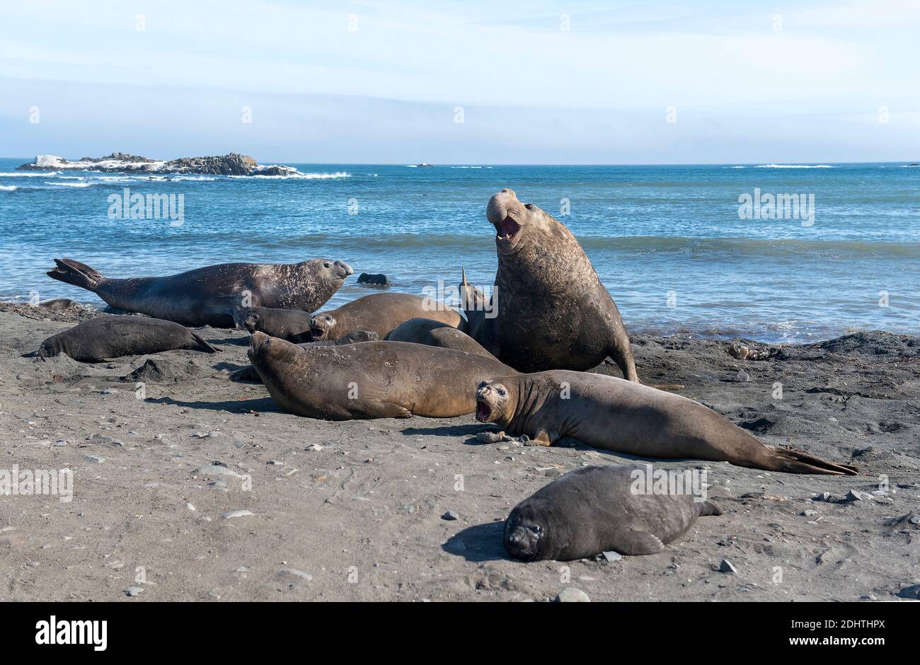 Souther Elephant Seals (Mirounga leonina) at Elephant Point, Livingston ...